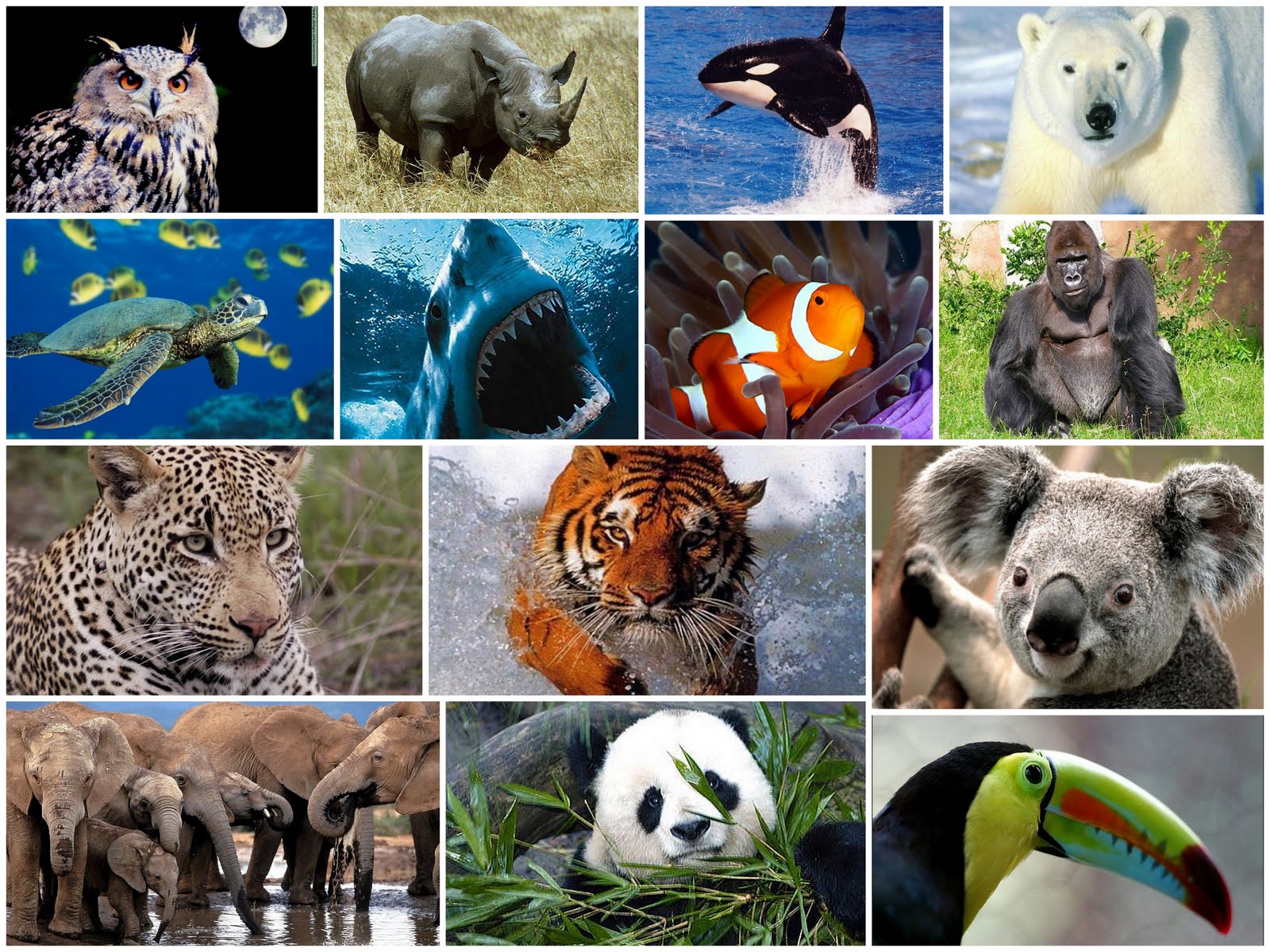 Que Es La Biodiversidad Y Ejemplos