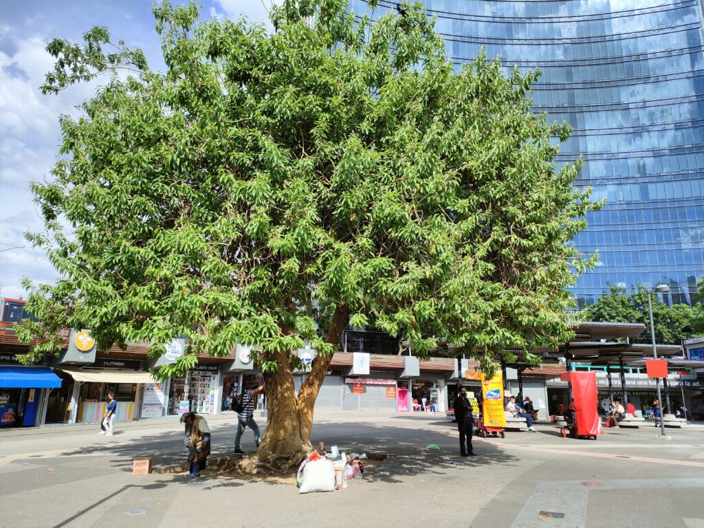 “El árbol más religioso” – Micrositios temáticos