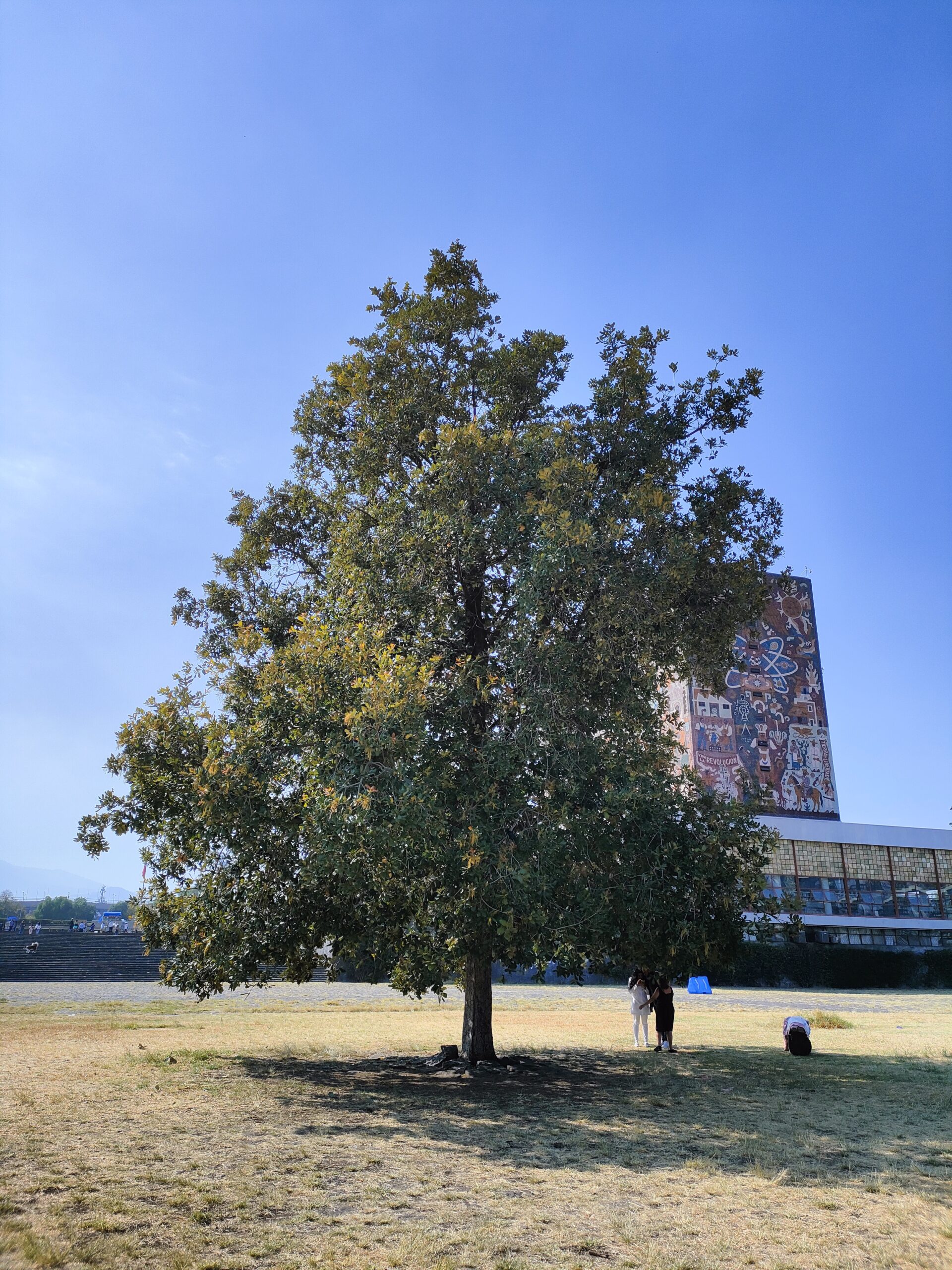 “El árbol más sociable” – Micrositios temáticos